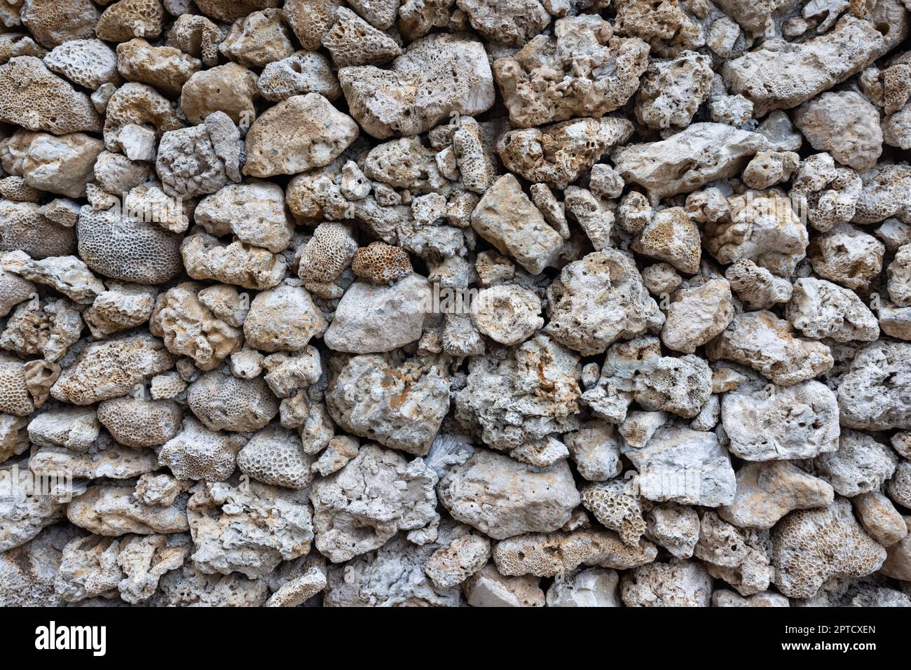 Coral Stone Texture