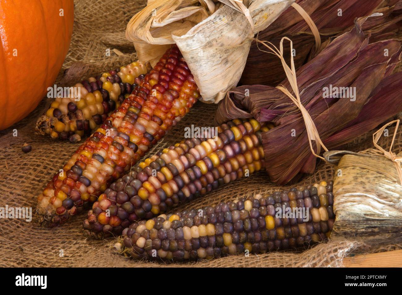 corn cob dried grain agriculture burlap bag traditional natural ...