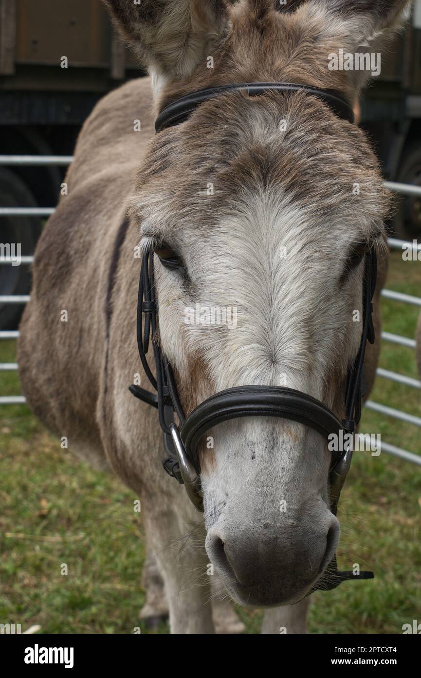 Close up of Donkey head, eyes and nose Stock Photo - Alamy