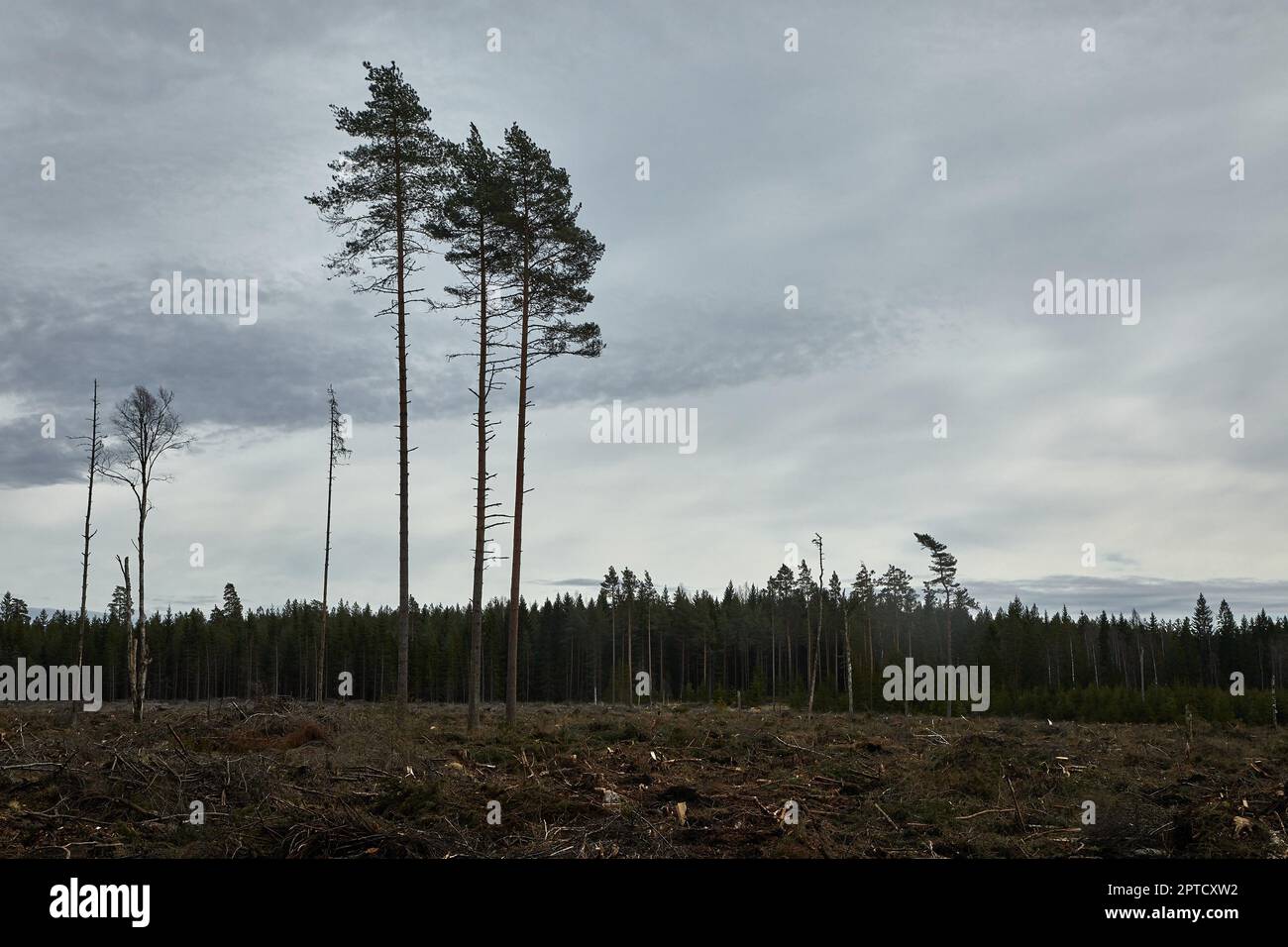 Trees agains cloudy dusk sky, most pine trees cut, cleared forest area ...