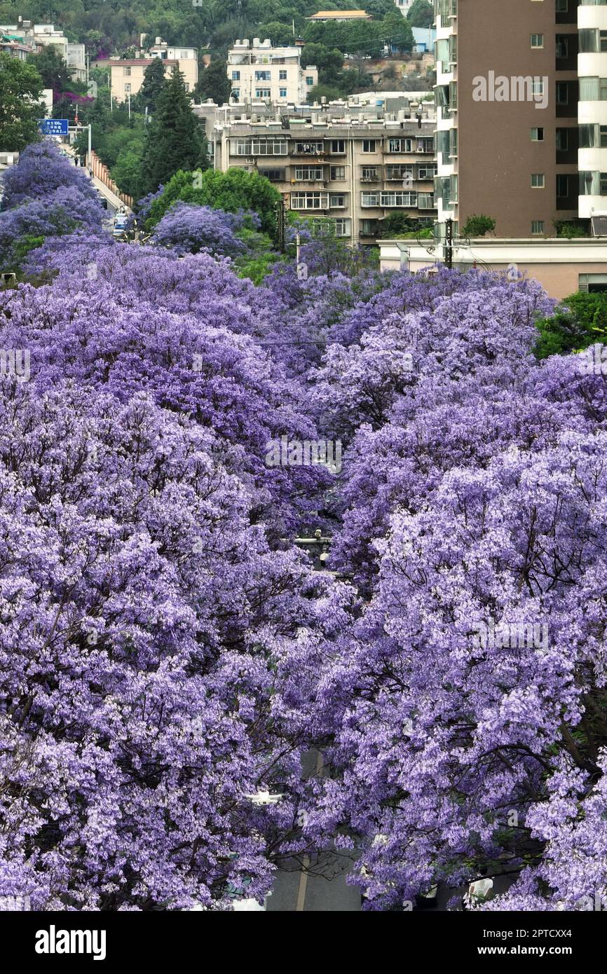 Jacaranda trees in full bloom from above Stock Photo - Alamy