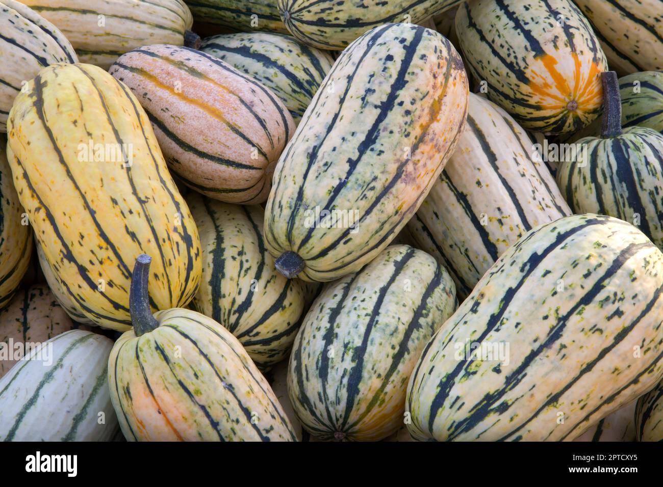delicata winter squash varieties organic harvest agriculture market ...