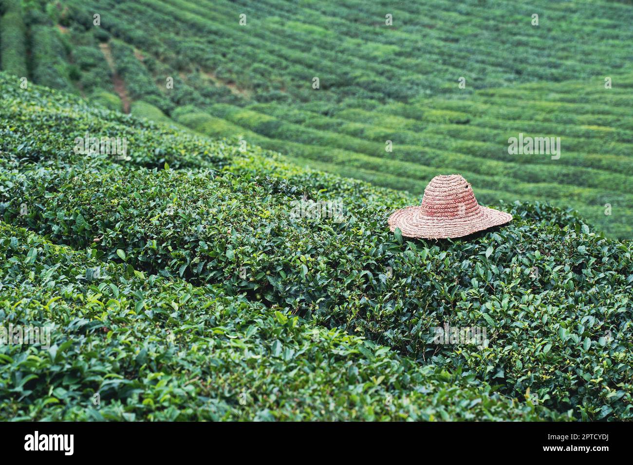 front view closeup view of traditional wicker hat on rows of Turkish ...