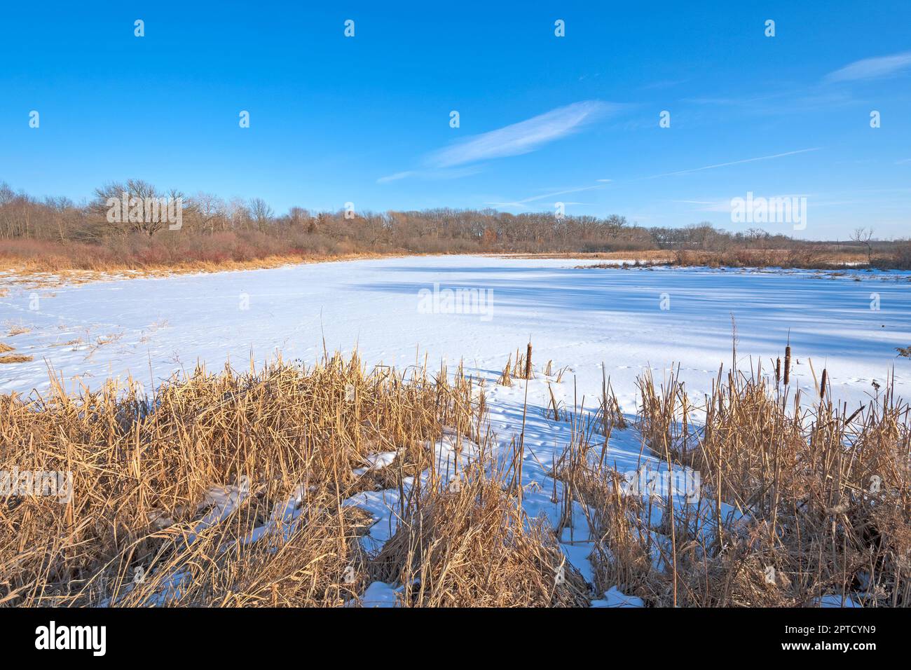Wetland Marsh in Winter in Volo Bog State Natural Area in Illinois ...