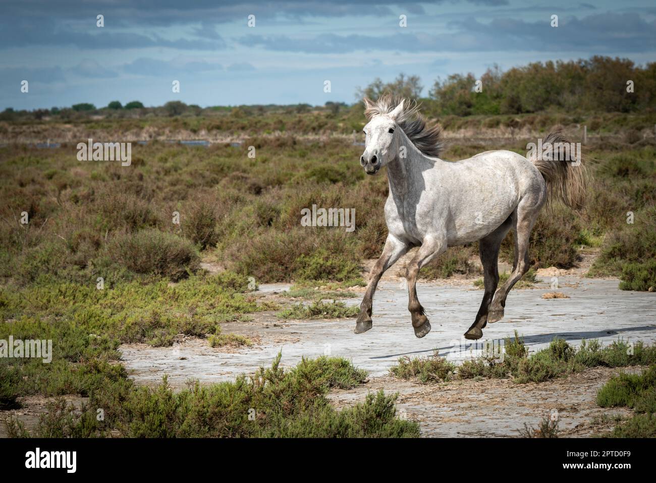 Camargue, France, April 27 2019 : White horses and two guardians are ...