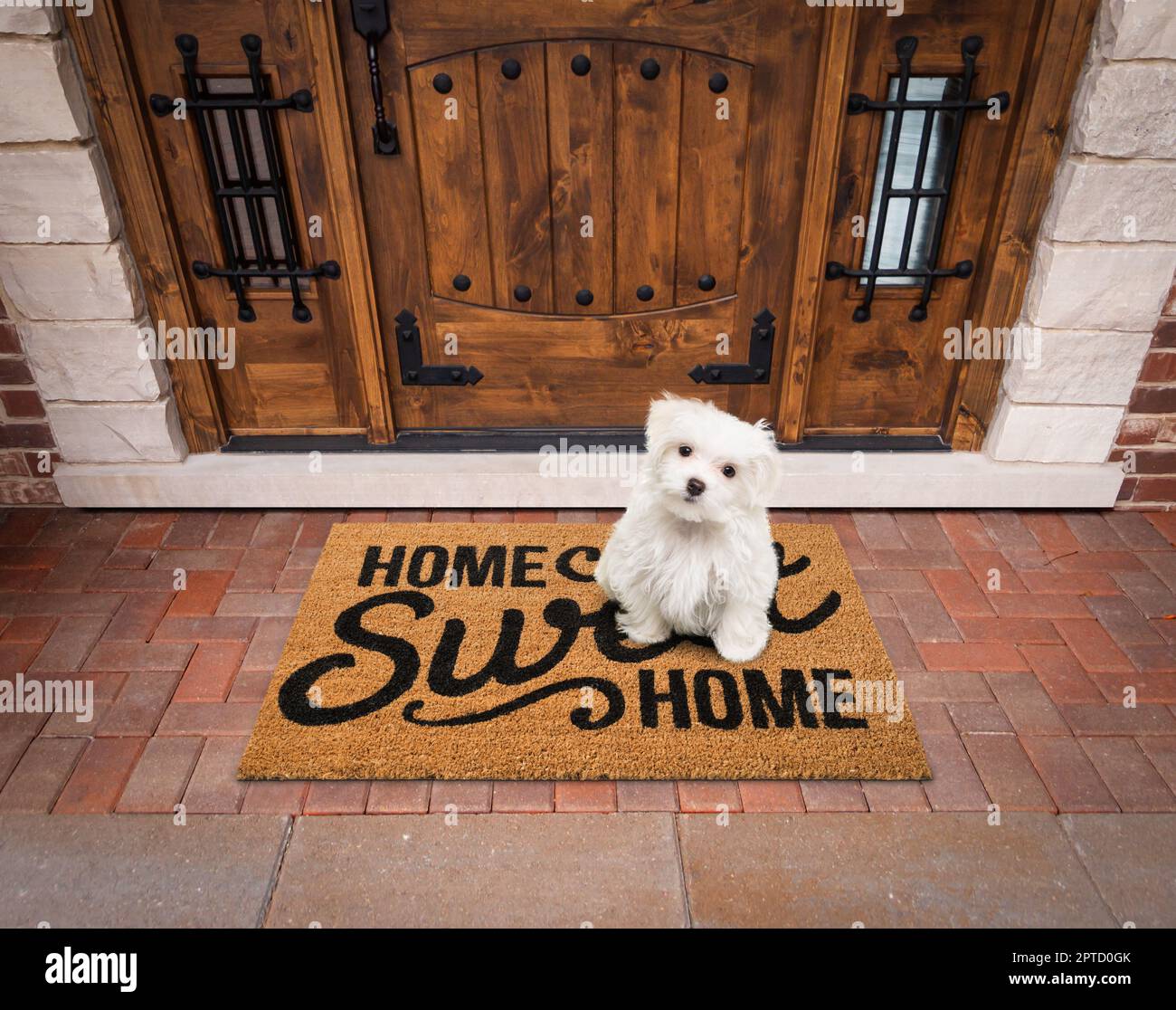Maltese Puppy Sitting Home Sweet Home Welcome Mat At Front Door Of ...