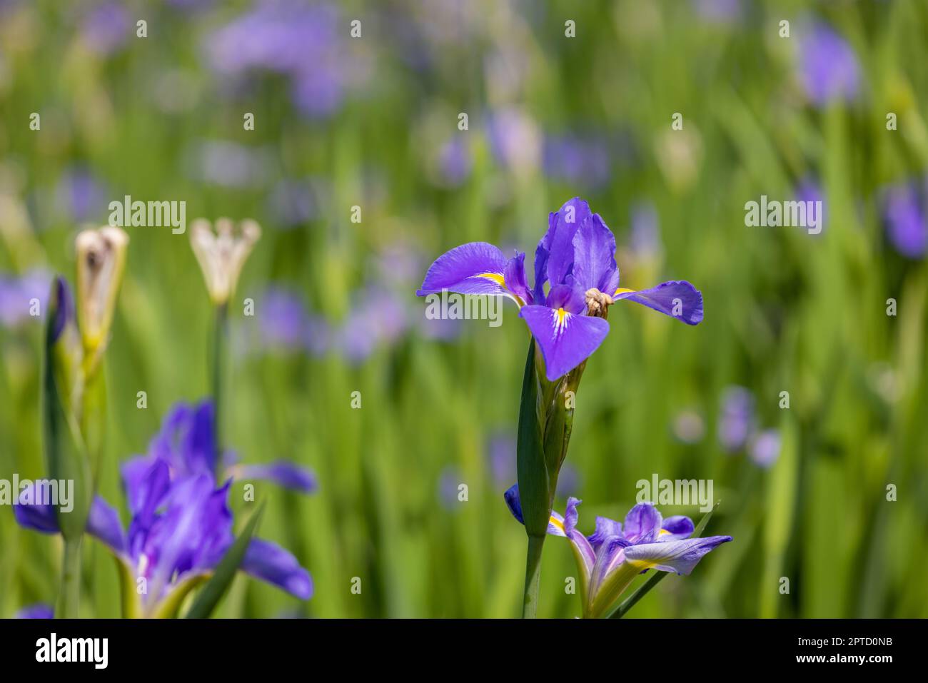 Flower garden with iris tectorum Stock Photo - Alamy