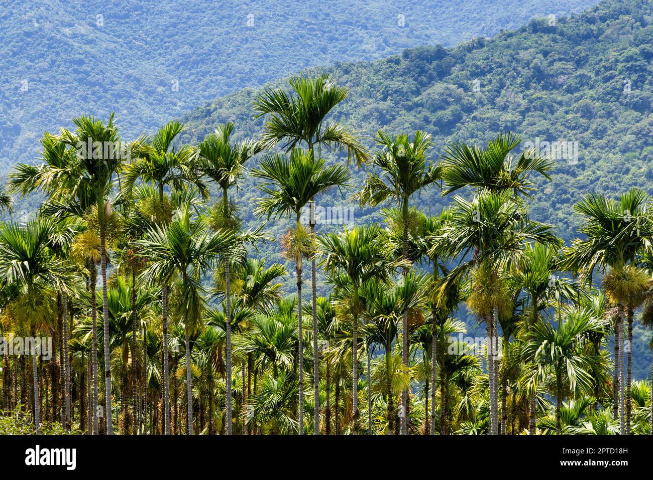 Areca catechu tree on mountain Stock Photo - Alamy