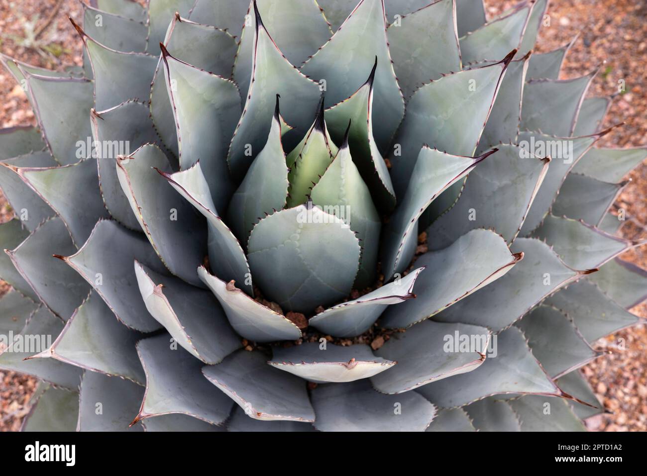 Parry's agave hi-res stock photography and images - Alamy