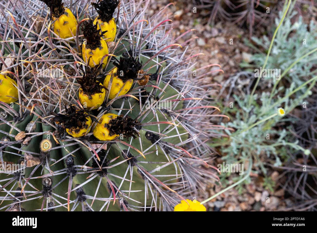 Closeup photograph of Fishhook barrel cactus (Ferocactus wislizeni ...