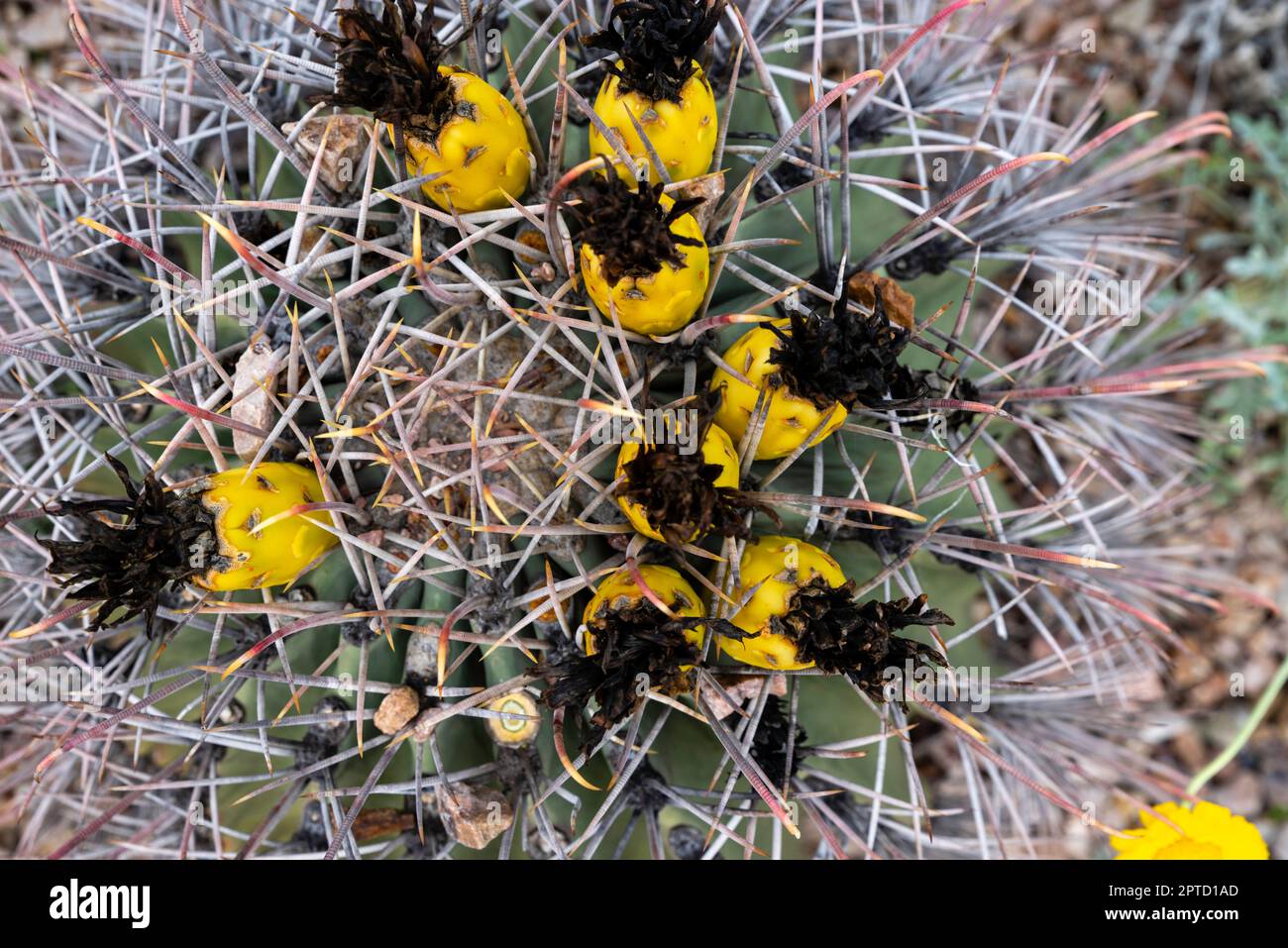 Closeup photograph of Fishhook barrel cactus (Ferocactus wislizeni ...