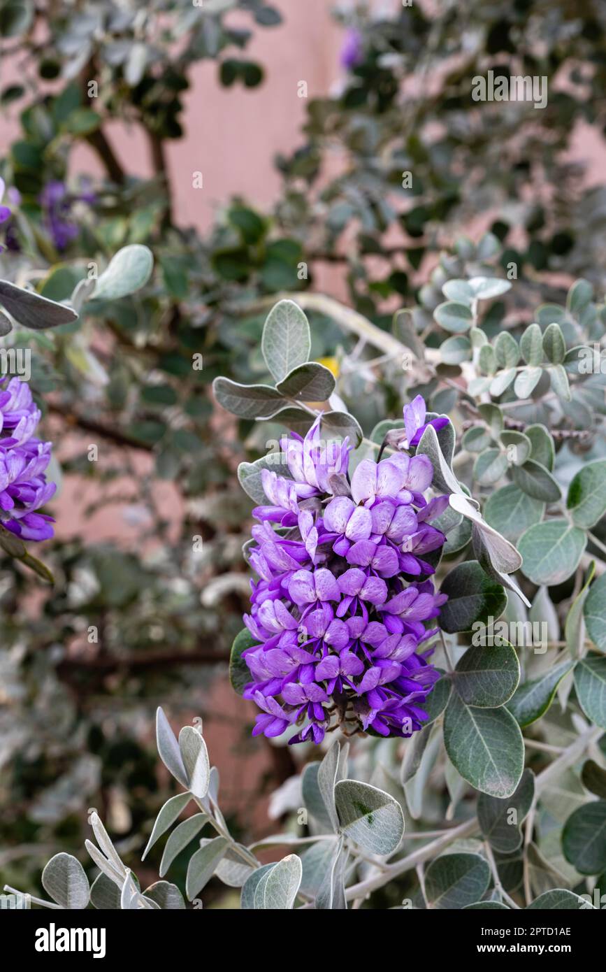 Photograph of Texas Mountain Laurel (Calia secundiflora). Desert ...