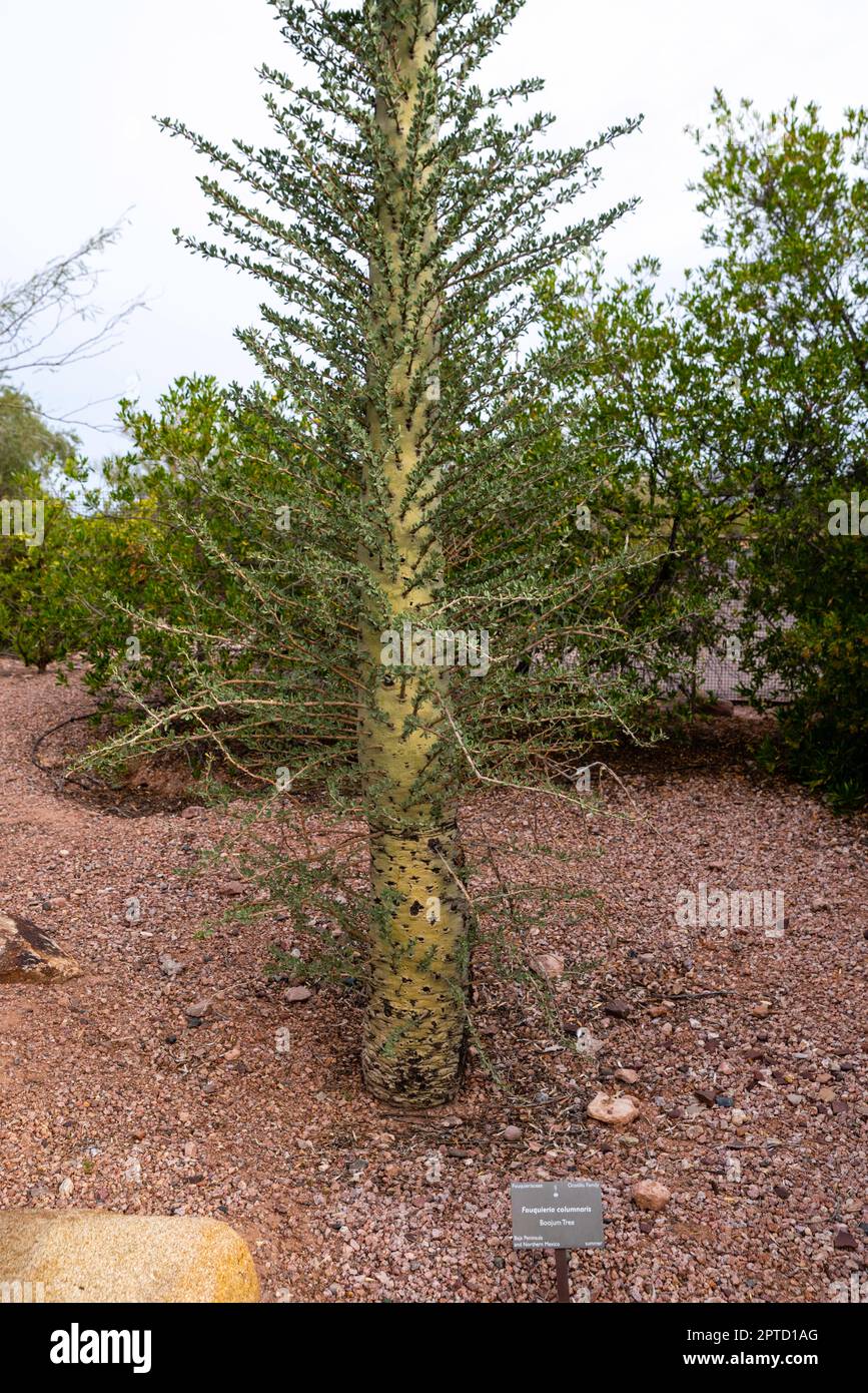 Photograph of Boojum Tree (Fouquieria columnaris). Desert Botanical ...