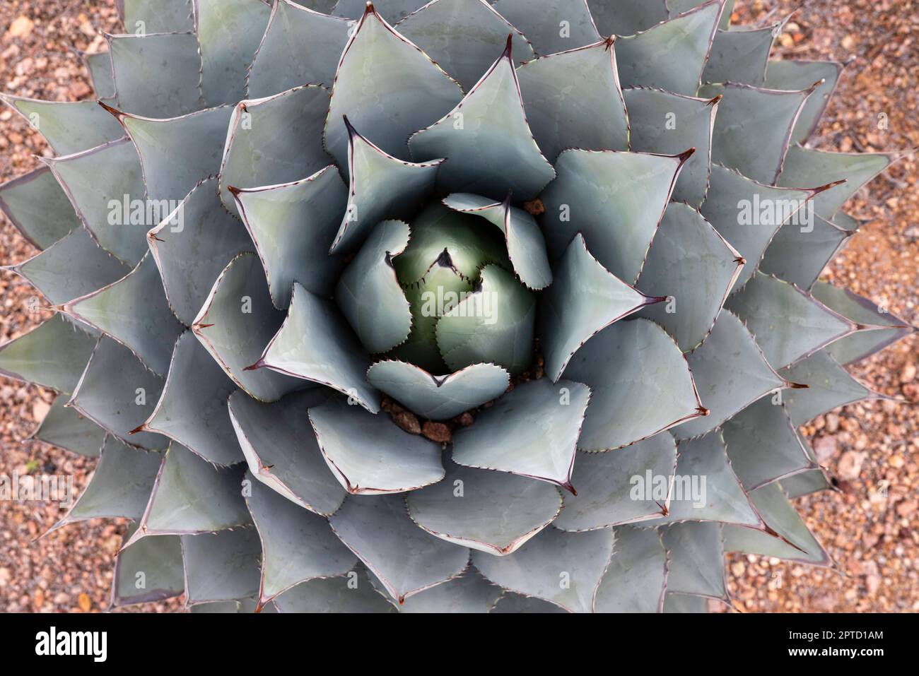 Photograph of Parry's Agave (Agave parryi). Desert Botanical Garden ...