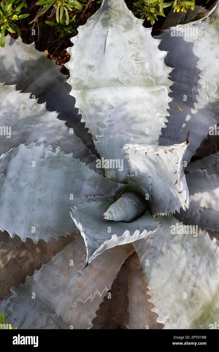 Parry's agave hi-res stock photography and images - Alamy