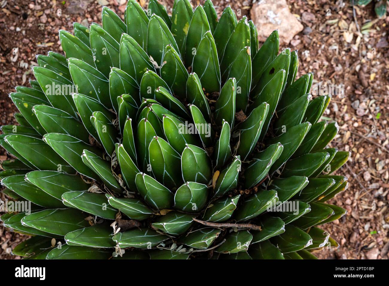 Photograph of Queen Victoria Agave (Agave victoriae-reginae). Desert ...