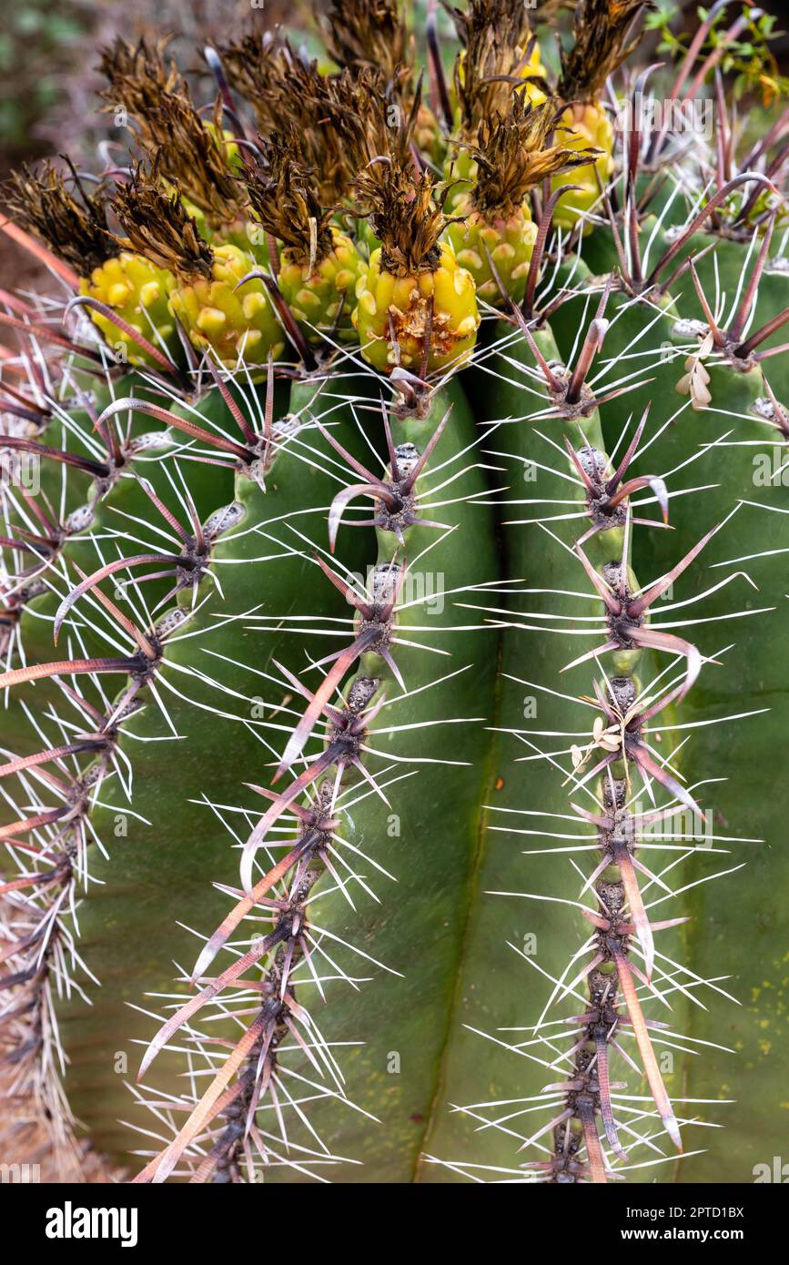 Closeup photograph of Fishhook barrel cactus (Ferocactus wislizeni ...
