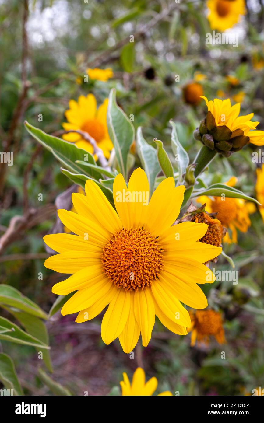 Photograph of a sunflower. Desert Botanical Garden, Phoenix, Arizona ...