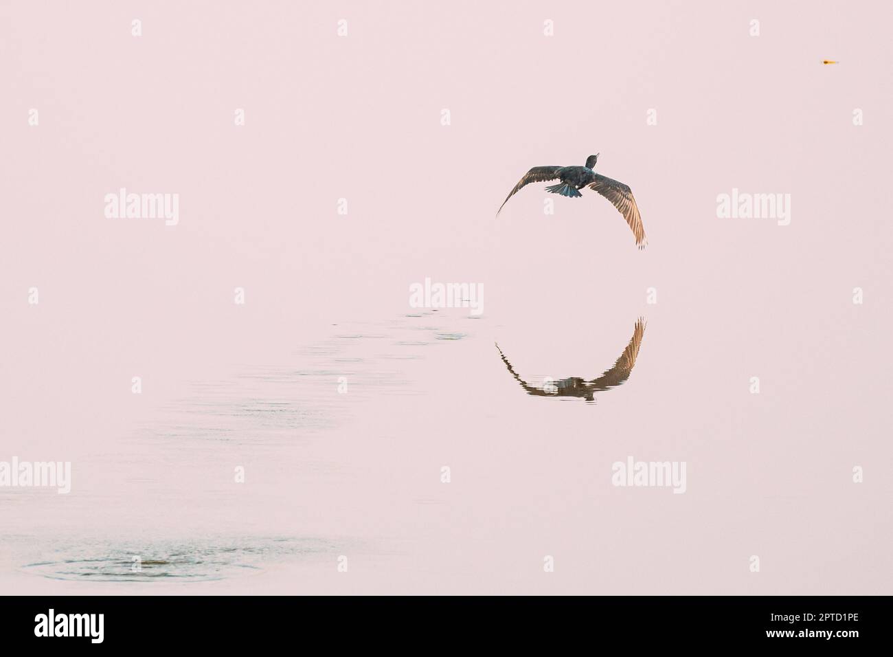 Carambolim Lake, Goa, India. The Indian Cormorant Flying Above Water ...