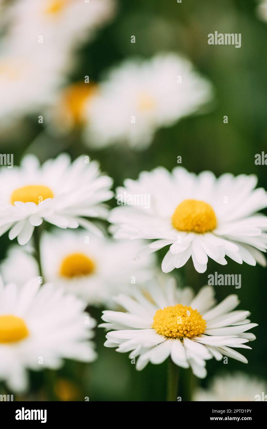 Blooming Wild Flowers Matricaria Chamomilla Or Matricaria Recutita Or ...