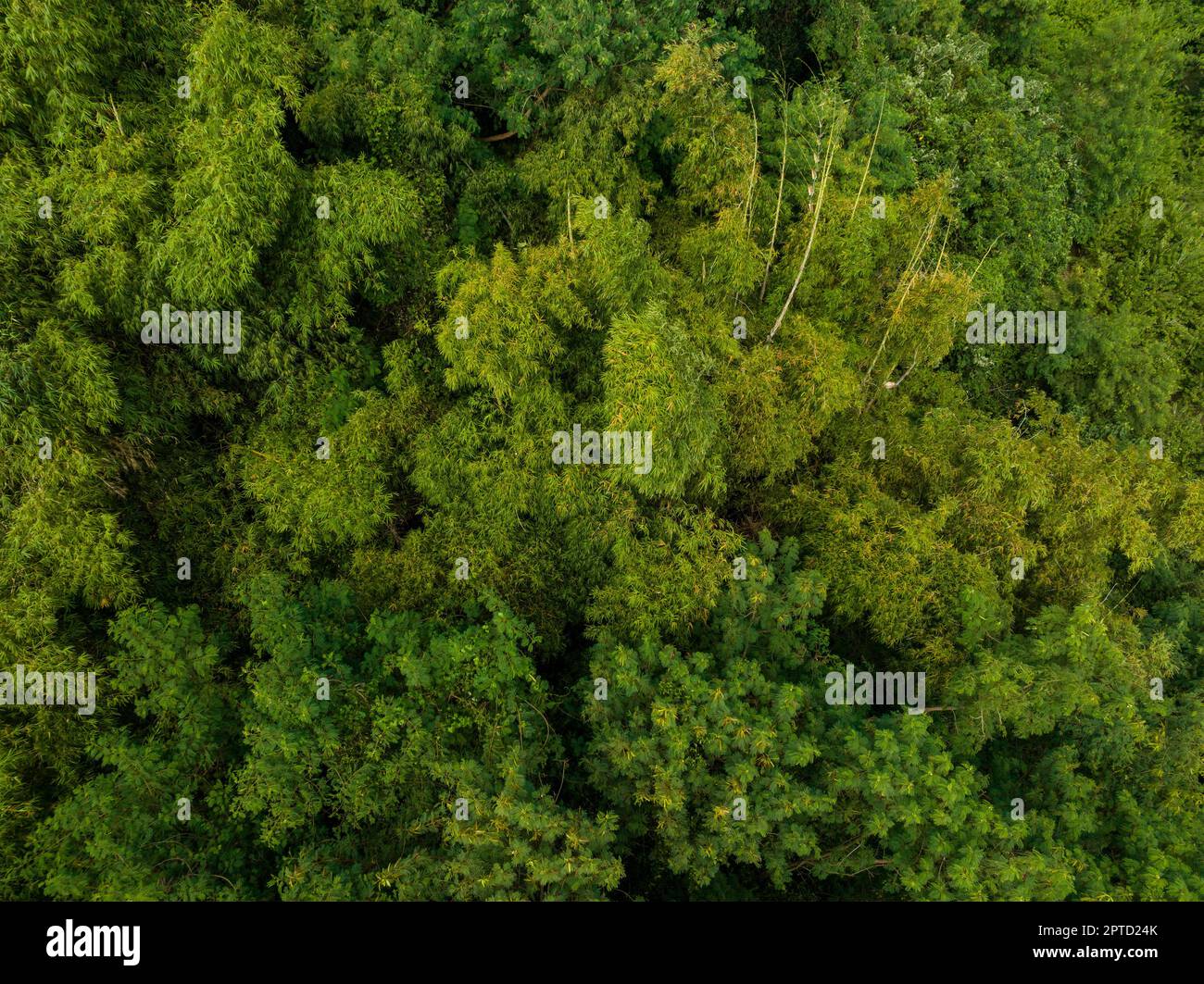 Top down view of the tropical forest jungle Stock Photo - Alamy