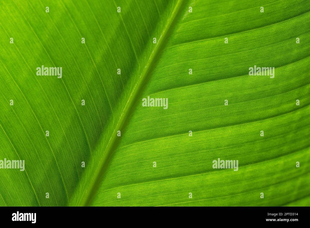 Green leave texture pattern close up Stock Photo - Alamy