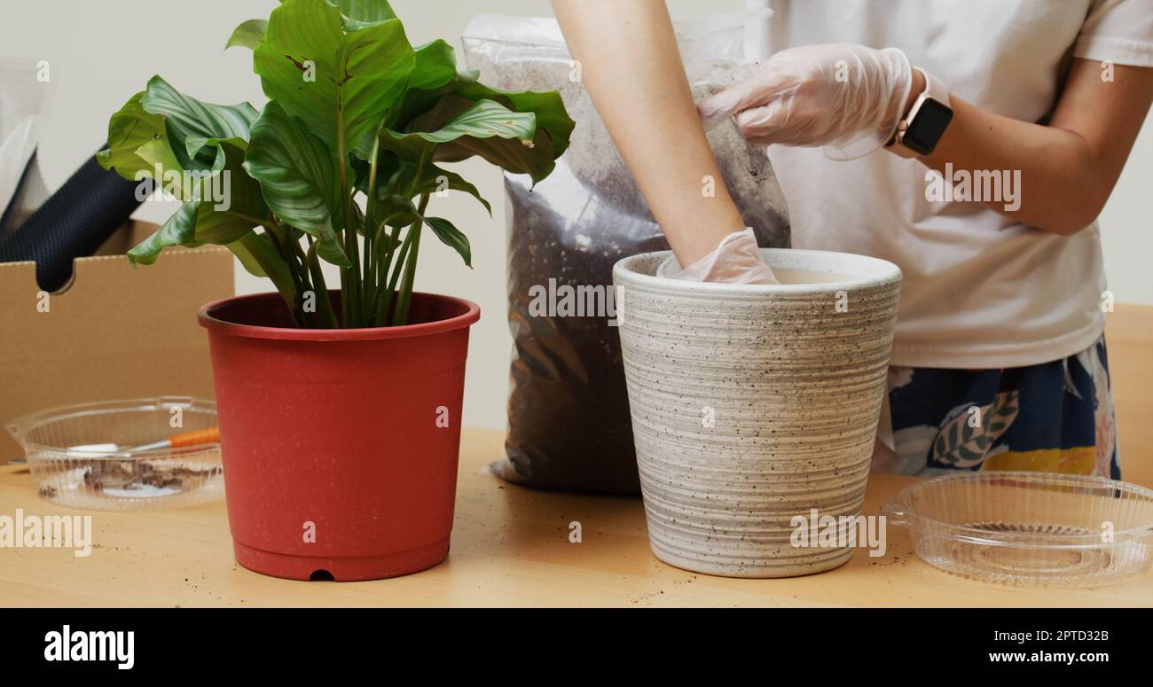 Calathea orbifolia green natural hi-res stock photography and images ...