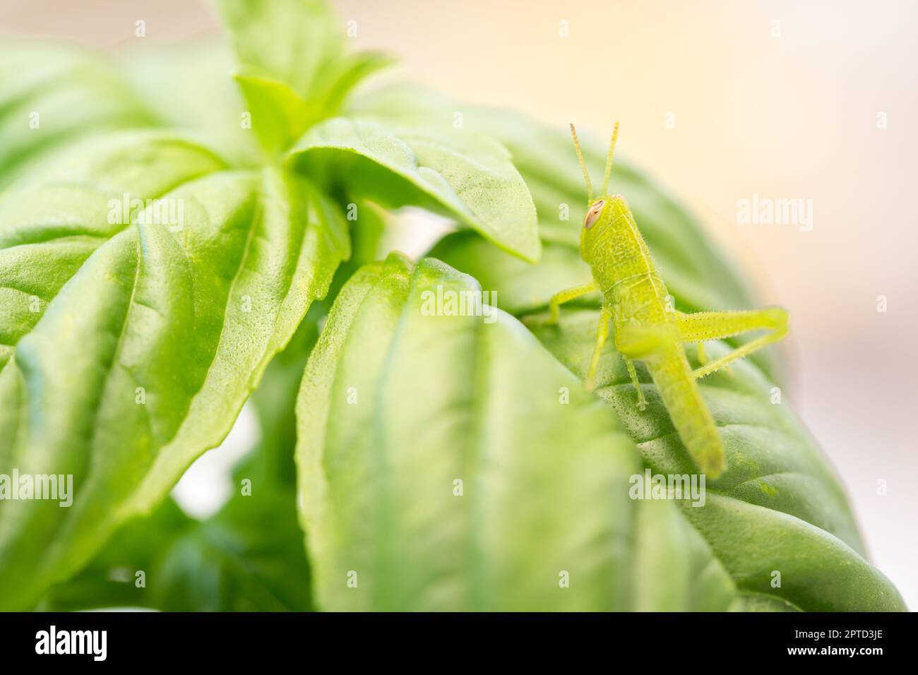 Beautiful Small Green Grasshopper Close-Up Resting On Basil Leaves ...
