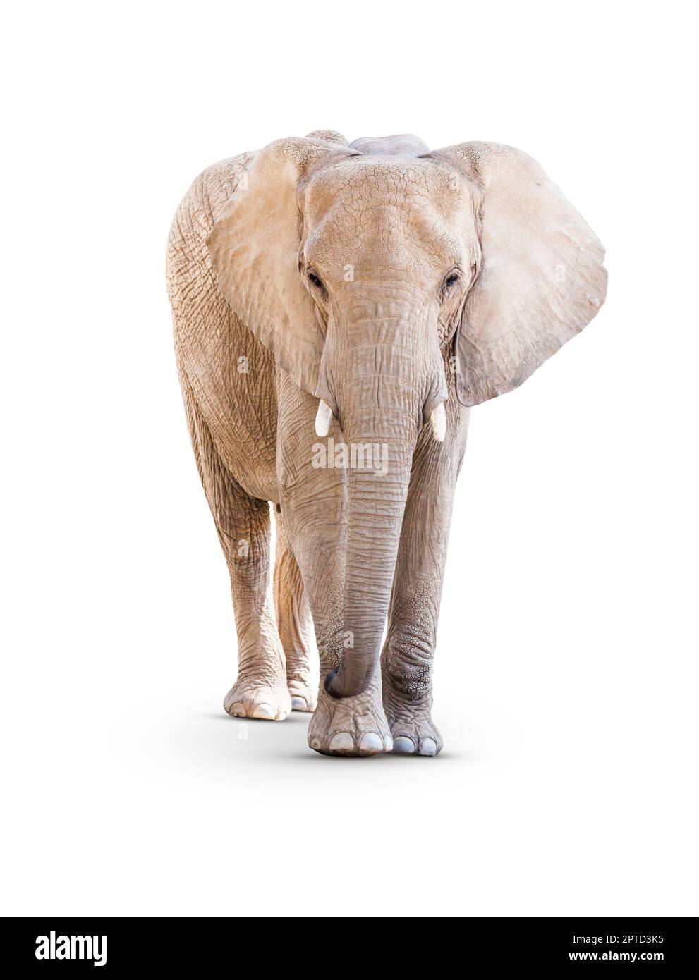 Adult african elephant Cut Out Stock Images & Pictures - Alamy