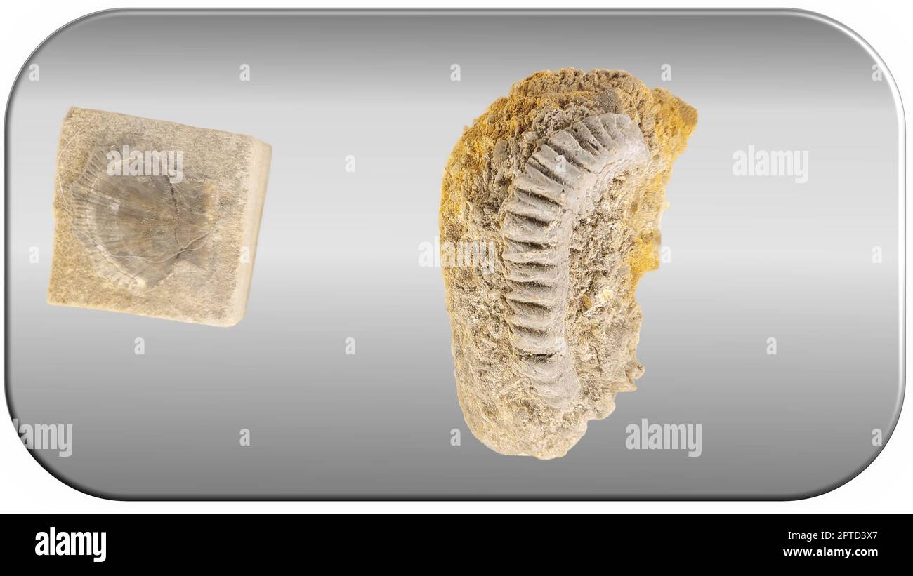 Fossil Archaeological Fossil Dig Kit. Dinosaur dino foot sea animal fish skeleton plant shell ...