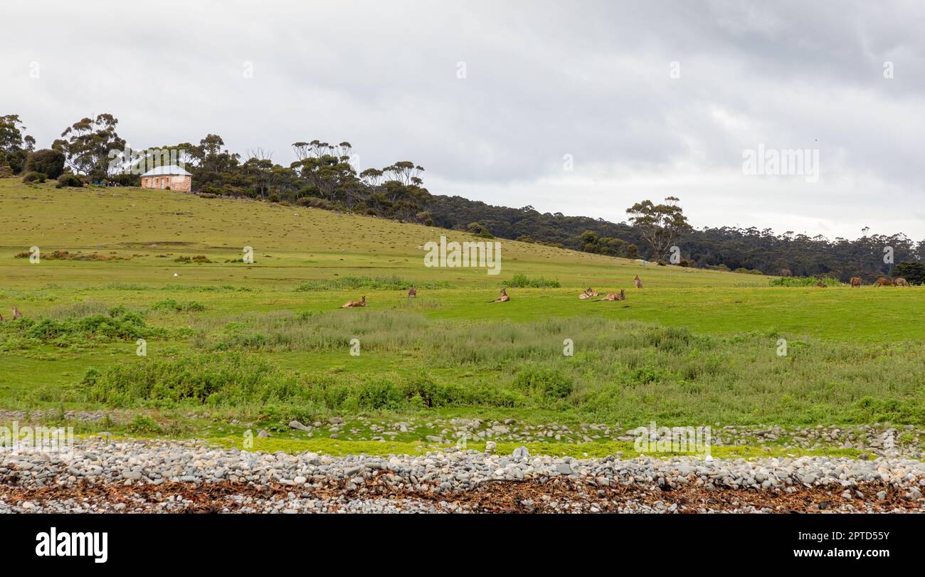 Maria Island, an historic convict settlement, Tasmania, Australia Stock ...