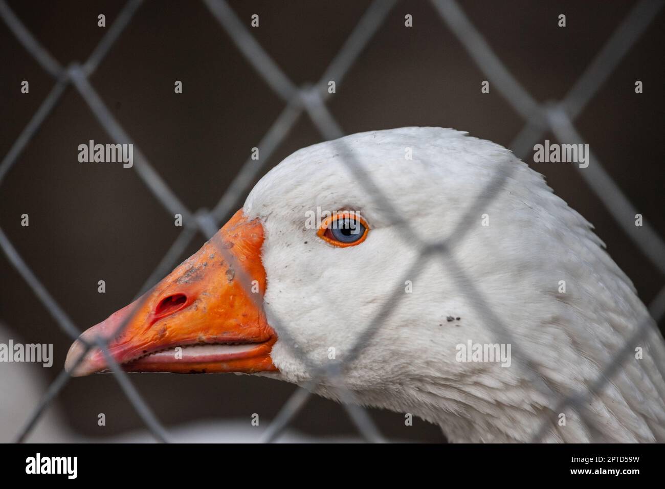 Picture of a goose white, with a focus on its head, staring angry at ...
