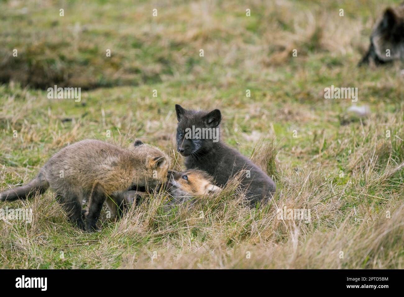 A red fox (Vulpes vulpes) (silver morph) vixen (mother) at the den ...