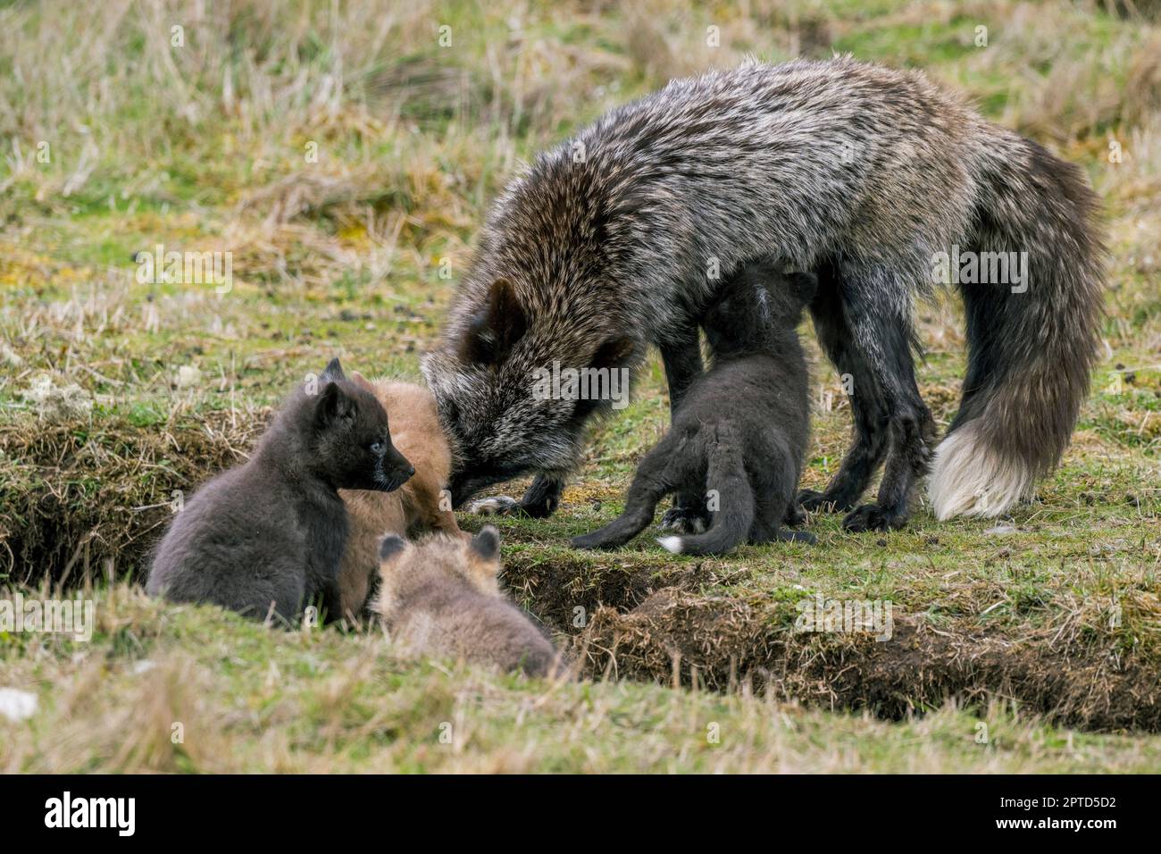 A red fox (Vulpes vulpes) (silver morph) vixen (mother) at the den ...