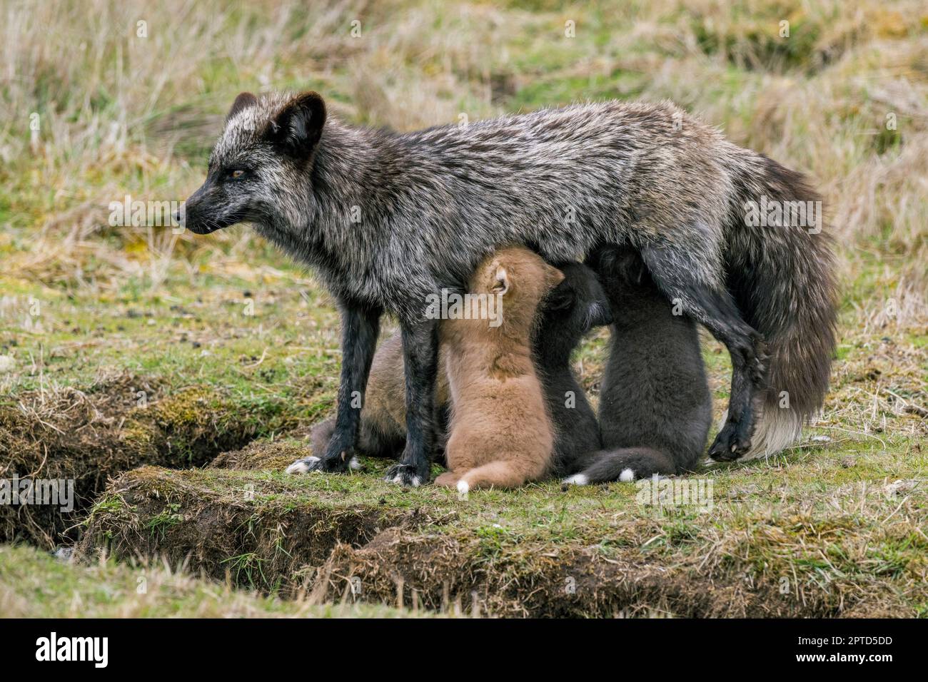 Vulpes vulpes nursing hi-res stock photography and images - Alamy
