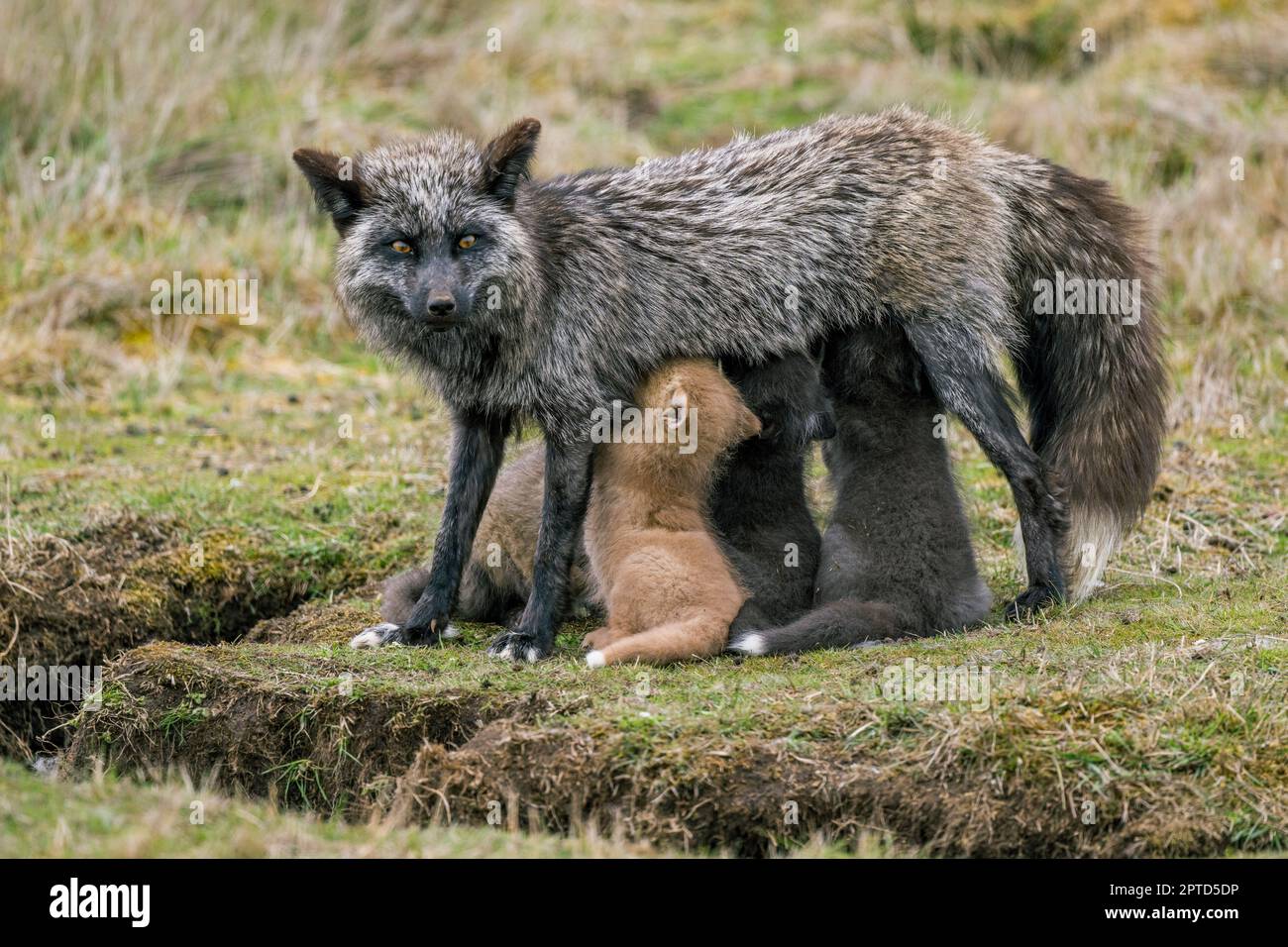 Vulpes vulpes nursing hi-res stock photography and images - Alamy