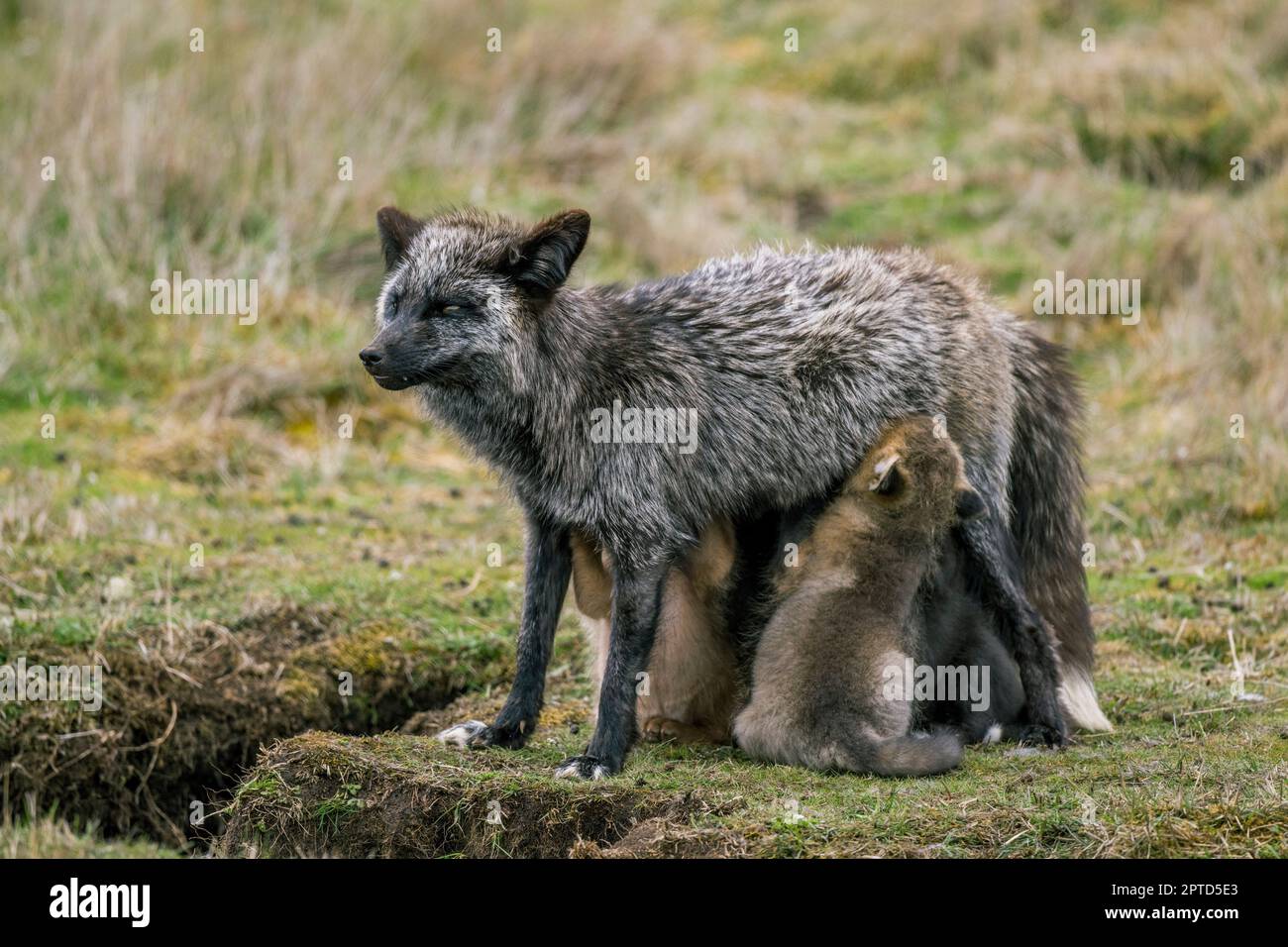 Silver Fox Kits Silver Fox Doe & Buck = Blue Silver Fox Kits