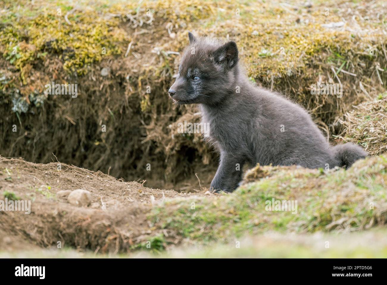 A red fox (Vulpes vulpes) pup (kit) exploring the den area, American ...