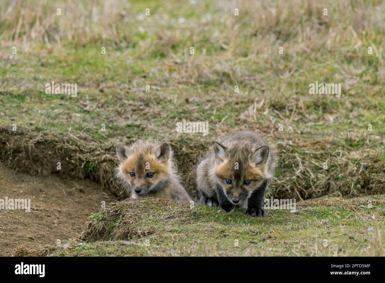 Red fox (Vulpes vulpes) pups (kits) exploring the den area at American ...