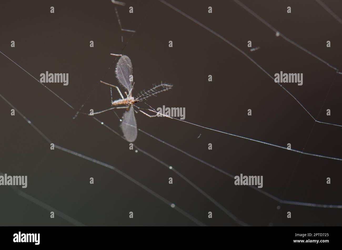 Dead insect trapped in a spider web. Integral Natural Reserve of Inagua ...