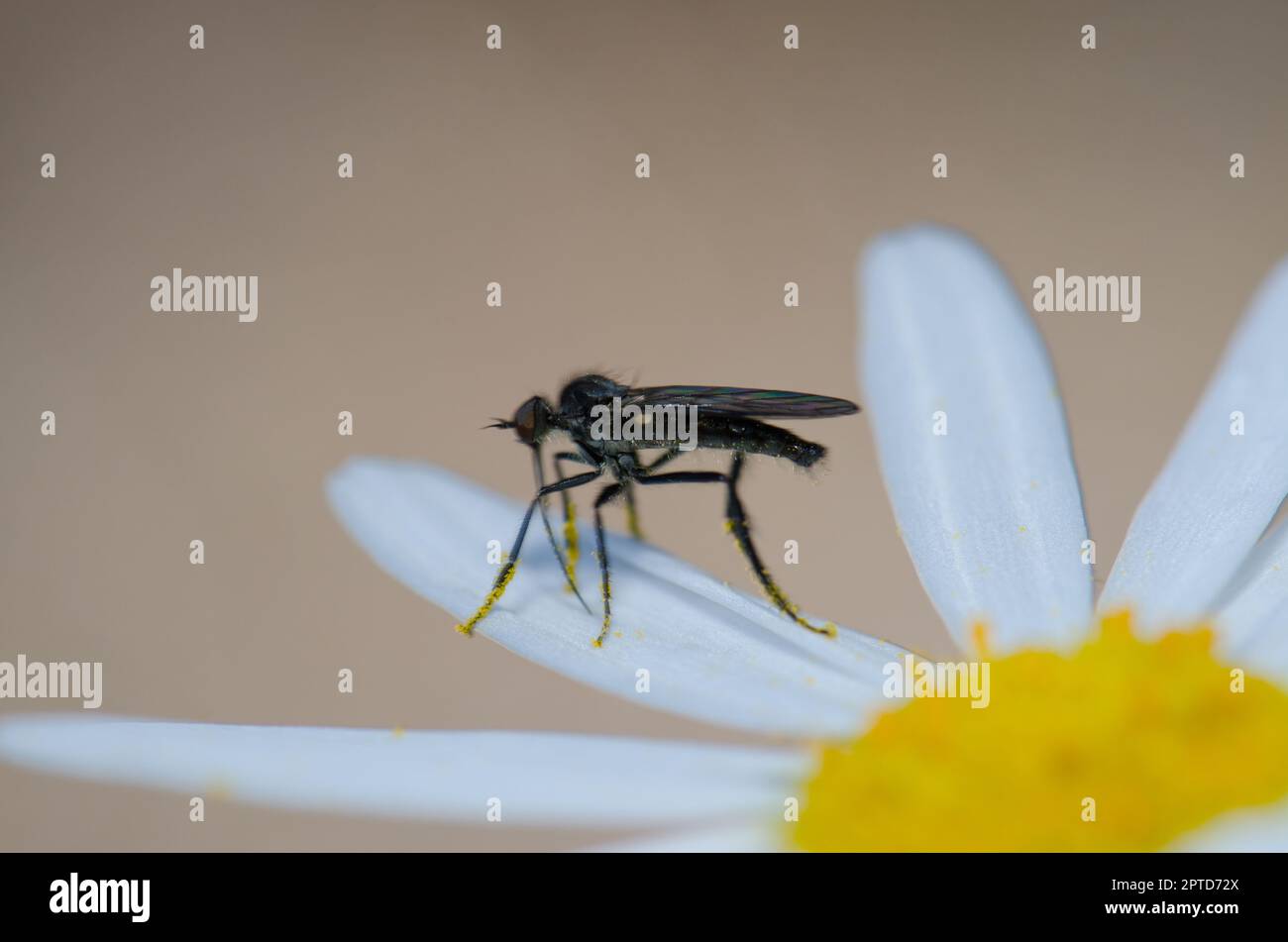 Fly on the petal of a flower of Argyranthemum adauctum canariense ...