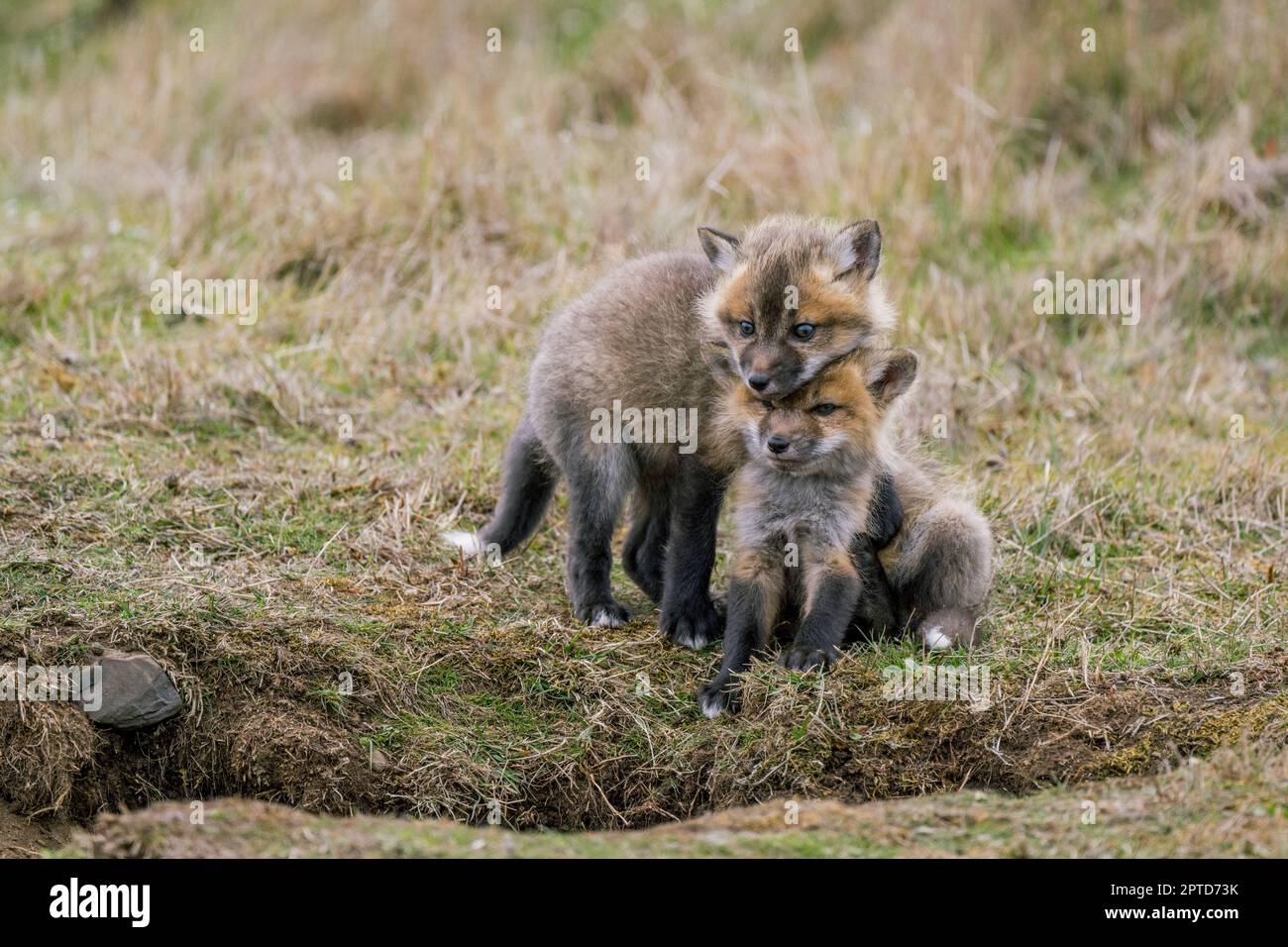 Red fox (Vulpes vulpes) pups (kits) playing at the den area at American ...