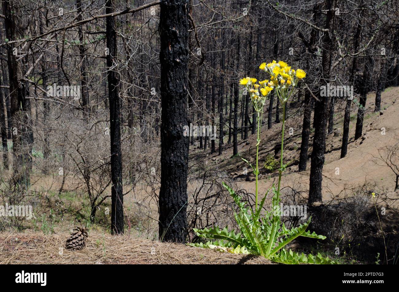 Sonchus acaulis plant in flower in a burned forest of Canary Island ...