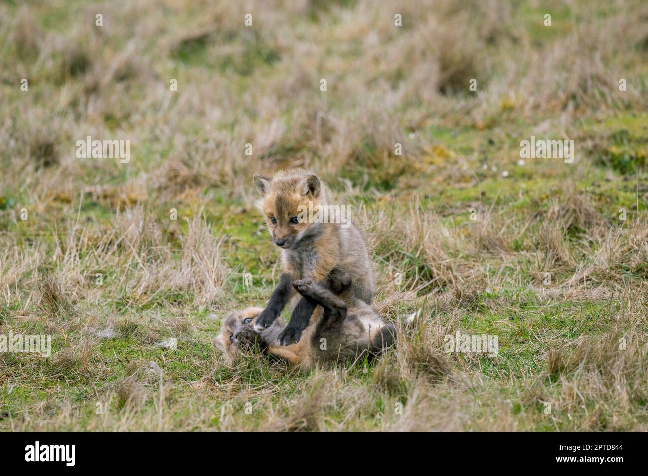 Red fox (Vulpes vulpes) pups (kits) playing at the den area at American ...