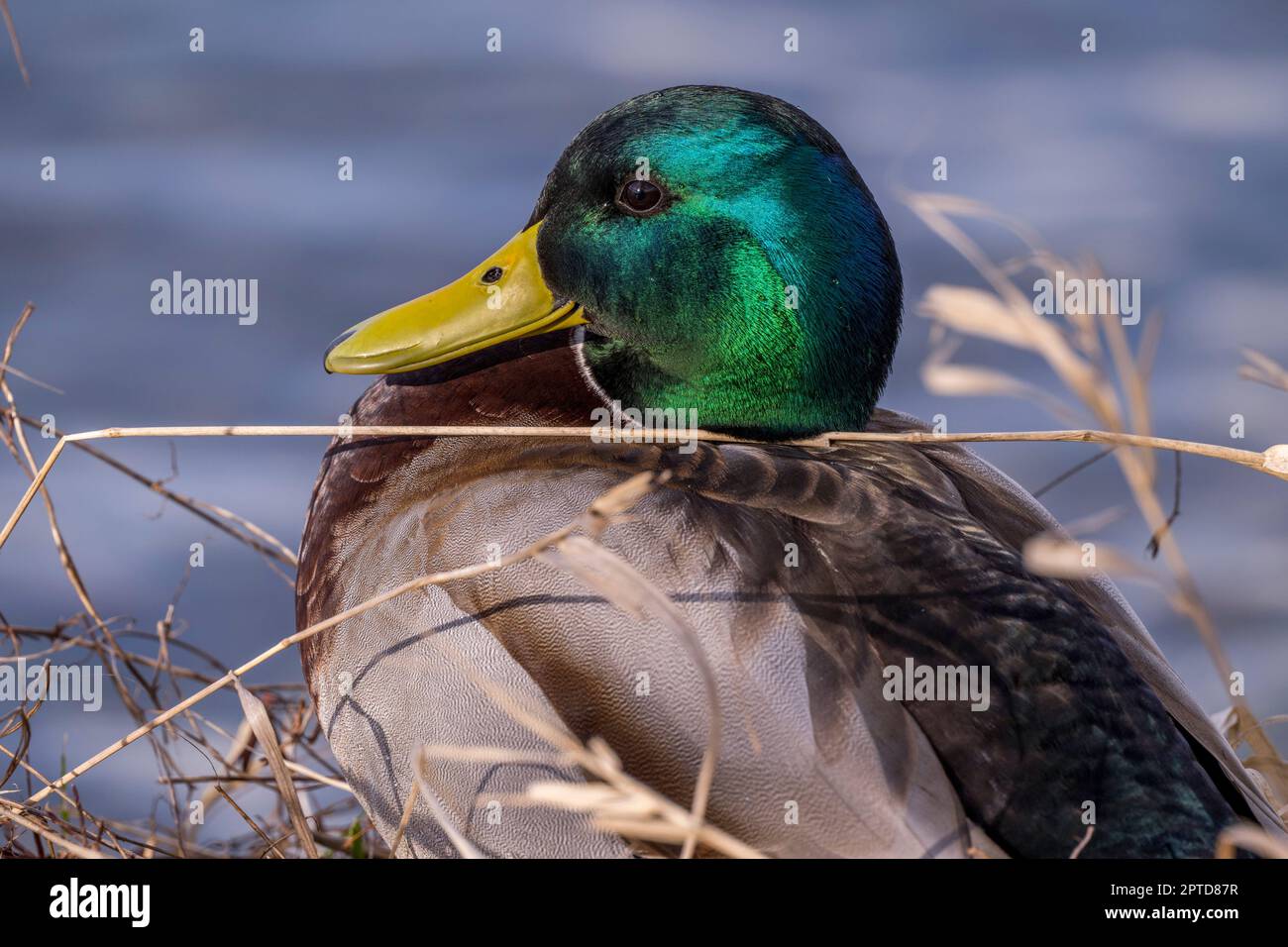 A drake (male) mallard duck (Anas platyrhynchos) sitting on the ...
