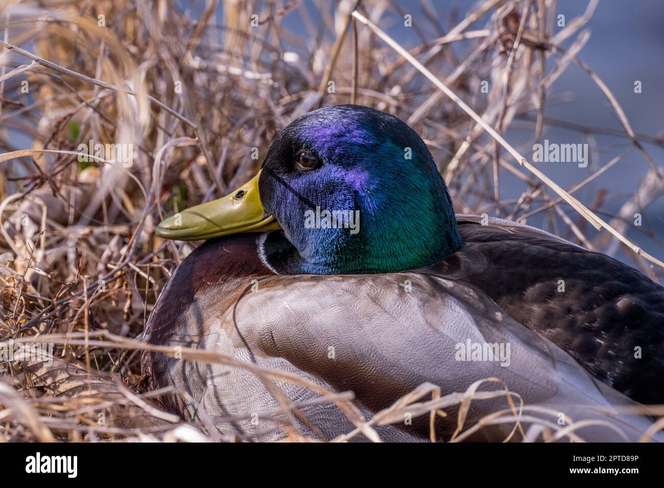 A drake (male) mallard duck (Anas platyrhynchos) sitting on the ...