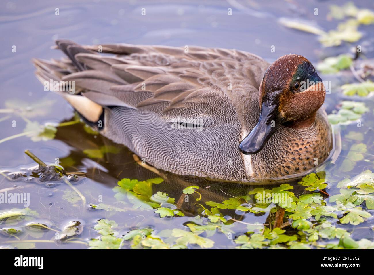 A drake (male) Green-winged teal (Anas carolinensis) swimming at ...