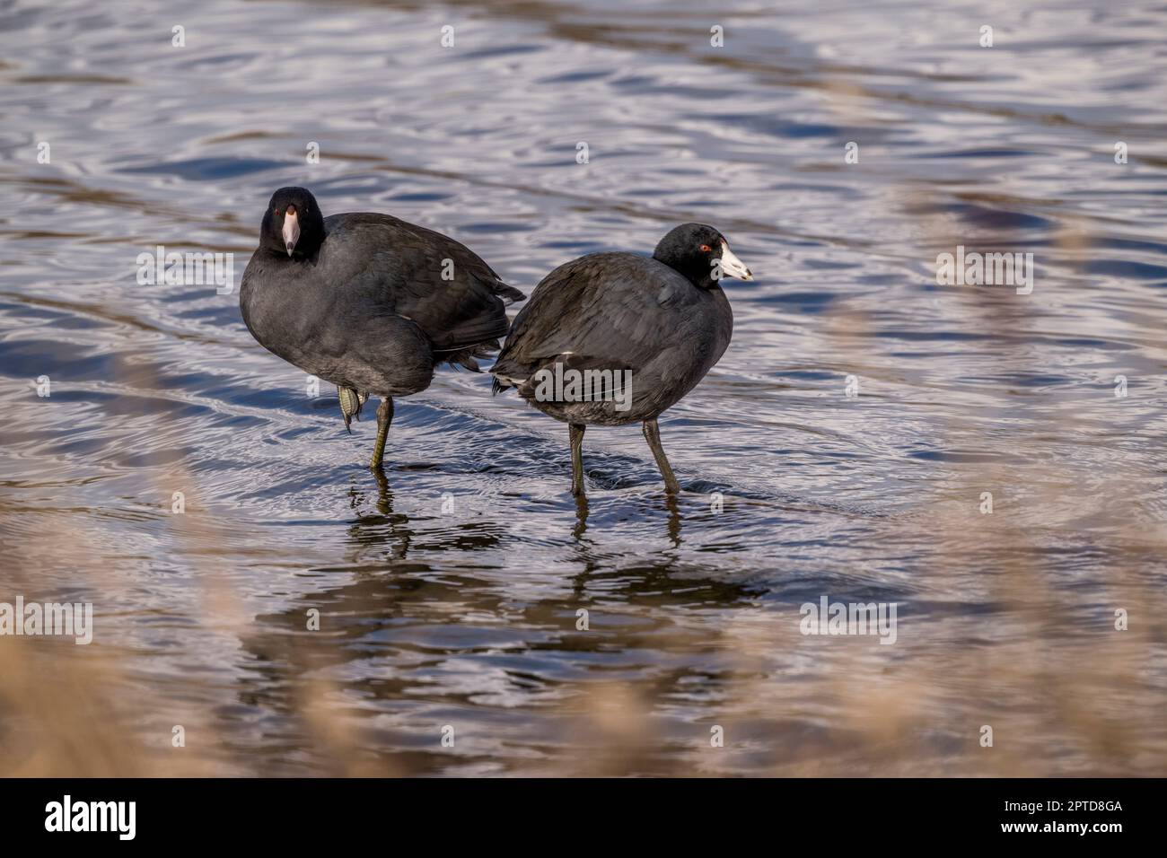 Two American coots (Fulica americana) standing at the shoreline of Lake ...