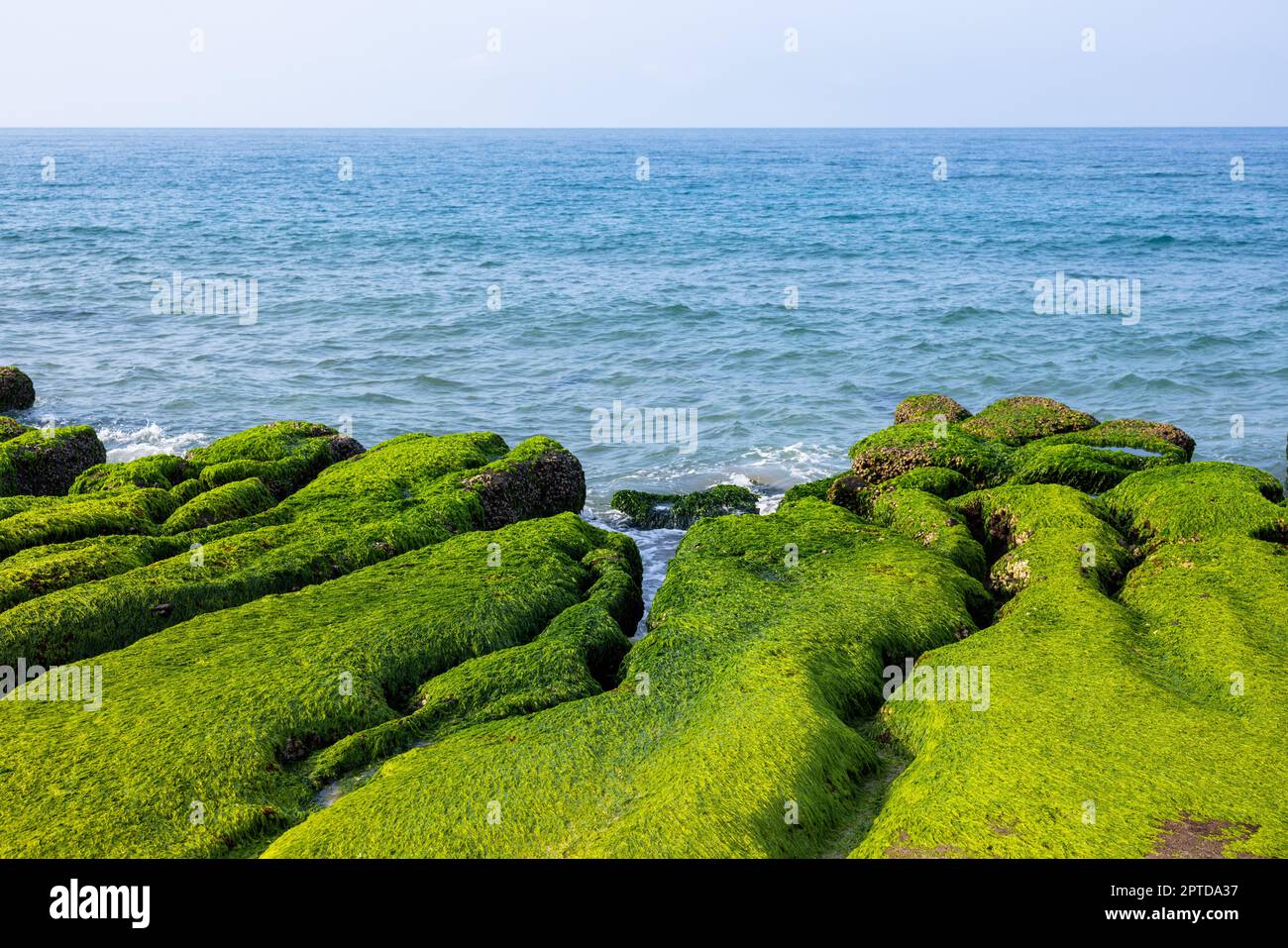 Beautiful laomei green reef hi-res stock photography and images - Alamy