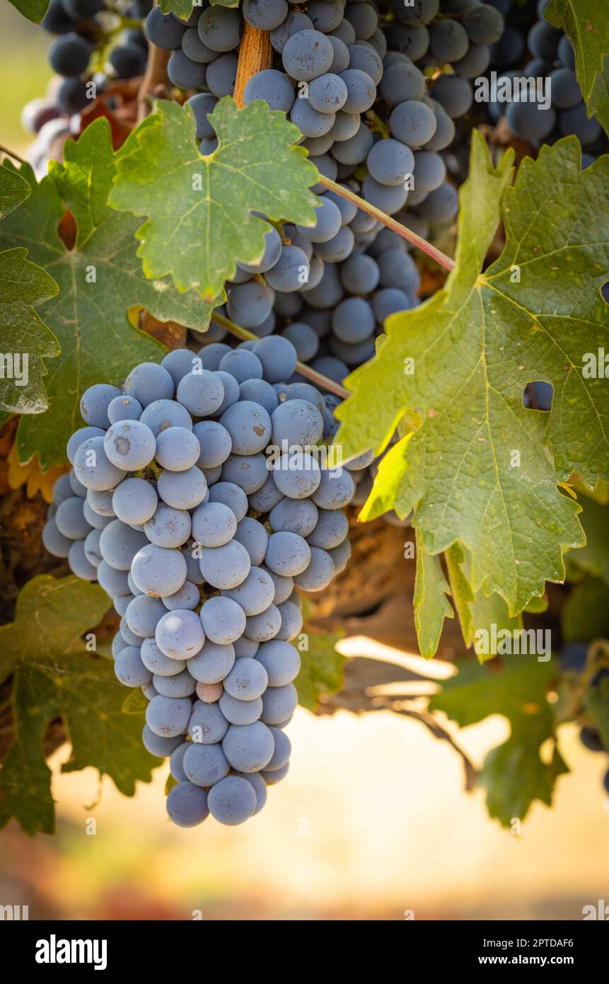 Beautiful Lush Wine Grape Bushels In The Vineyard Stock Photo - Alamy